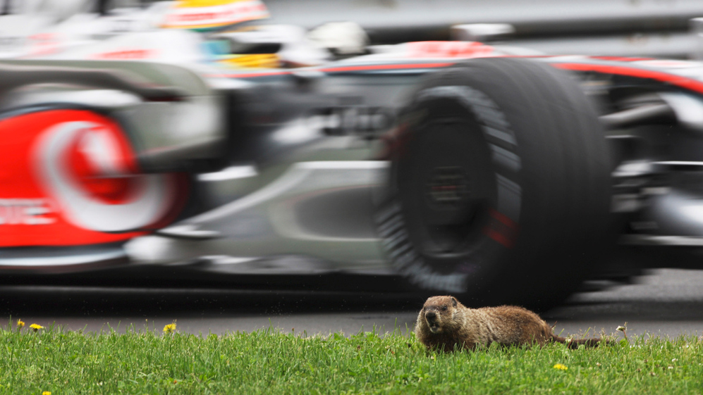 Top 10: F1 Animal Encounters