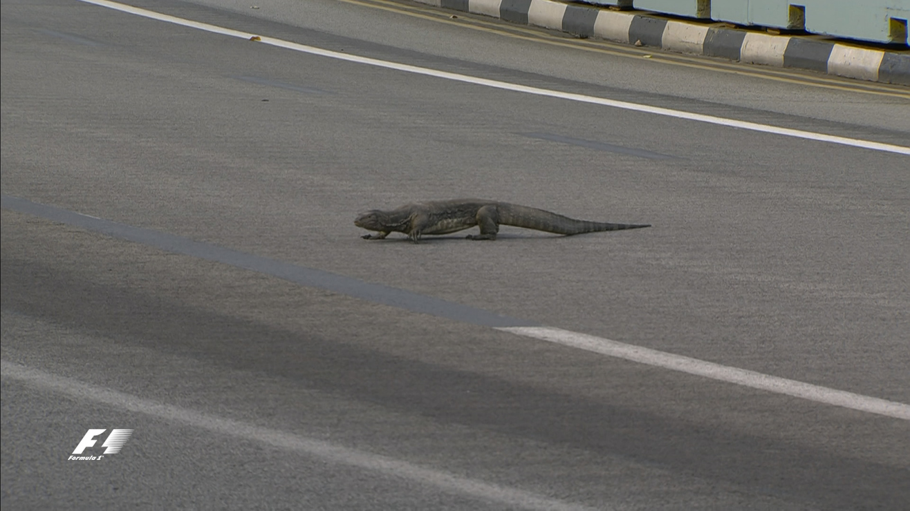 FP3: ‘There’s a giant lizard on the track!’